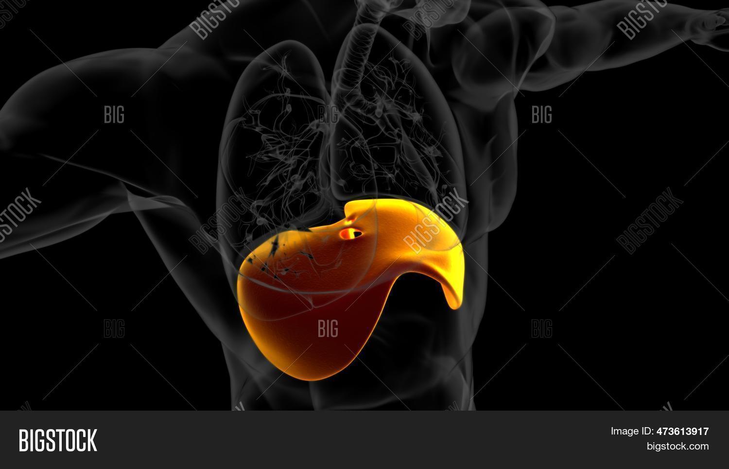 Human Diaphragm Image & Photo (Free Trial) | Bigstock