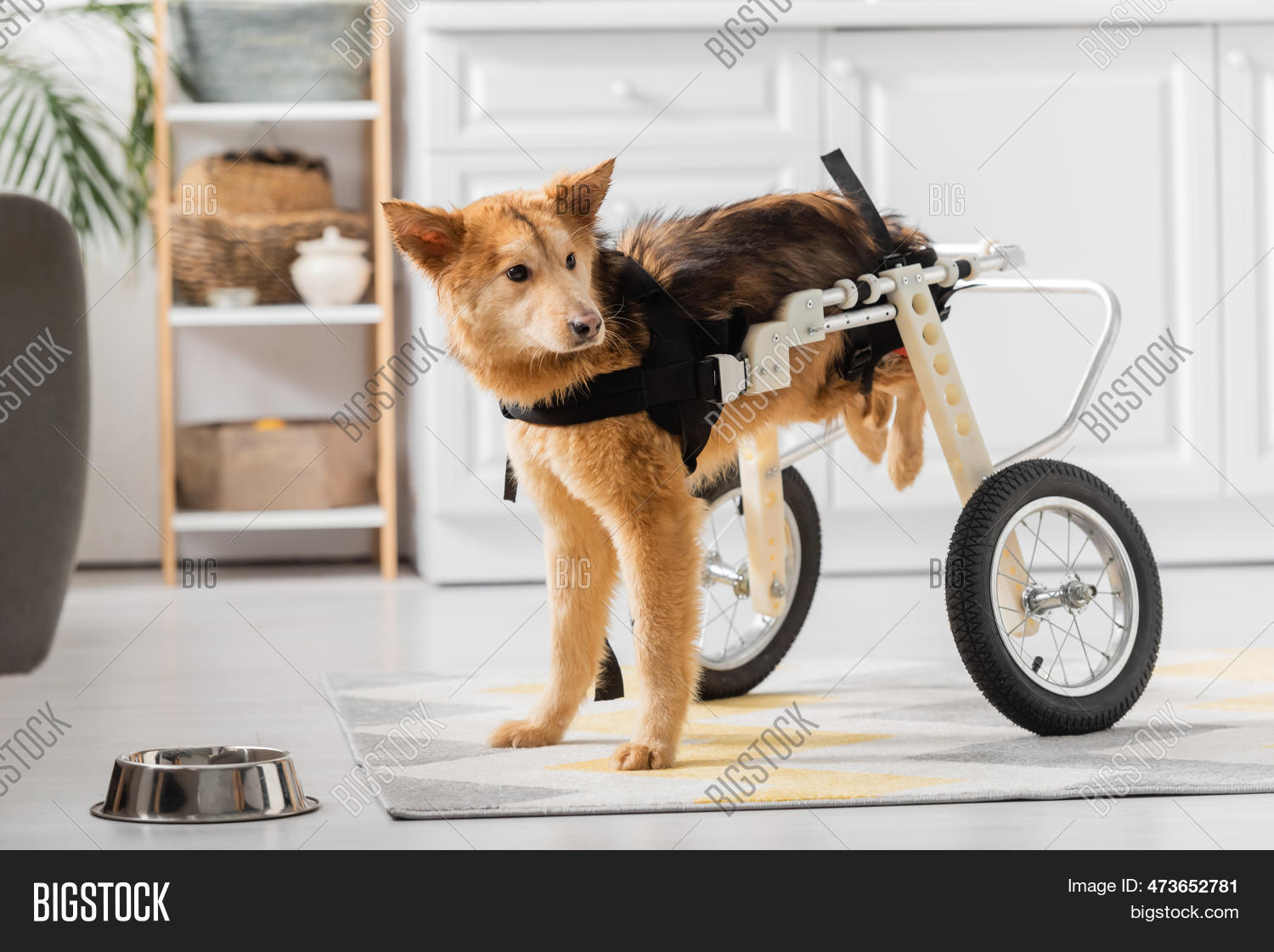 Handicapped Dog Image & Photo (Free Trial) | Bigstock