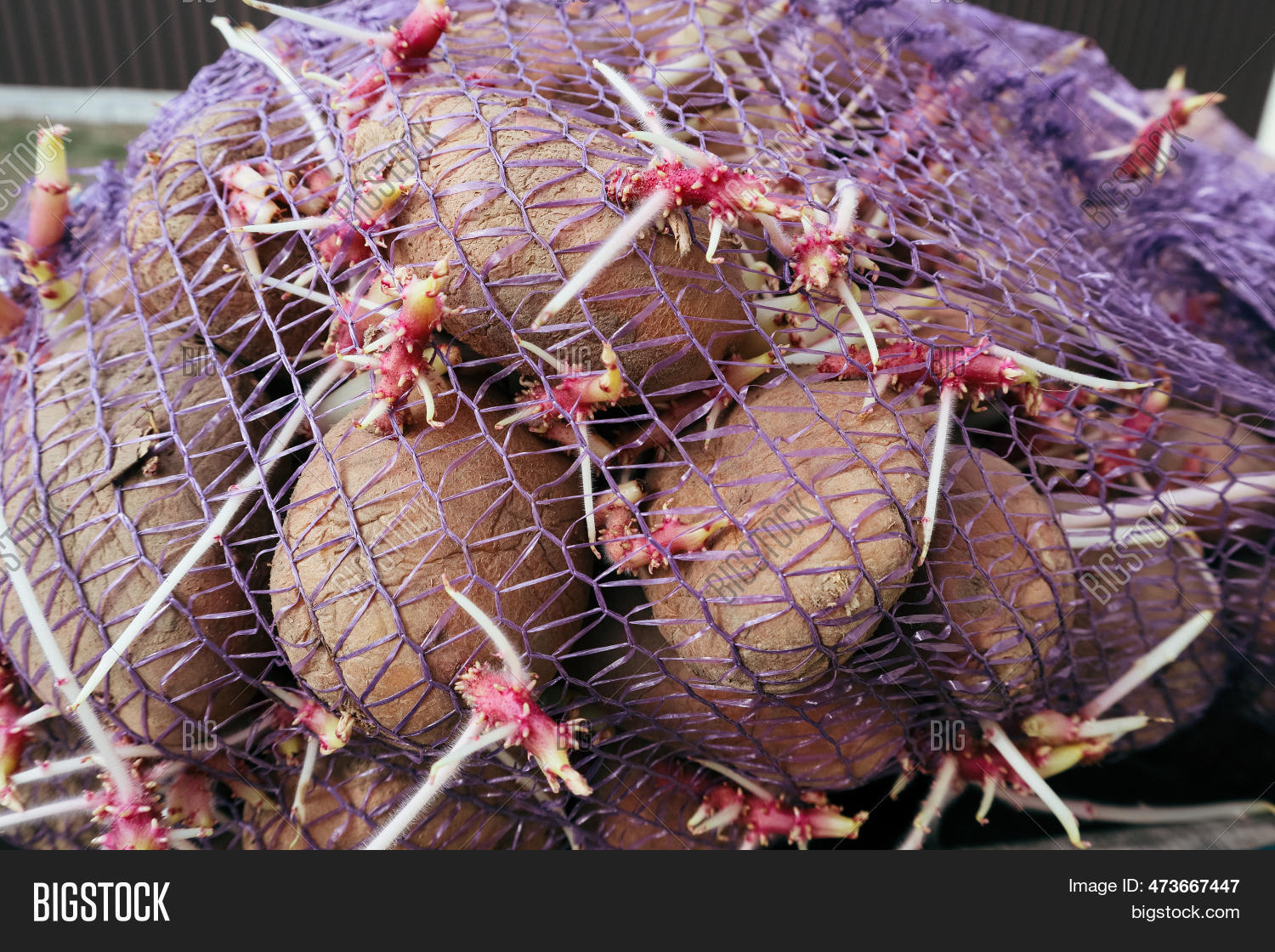 Potatoes Sprouts. Image & Photo (Free Trial) | Bigstock