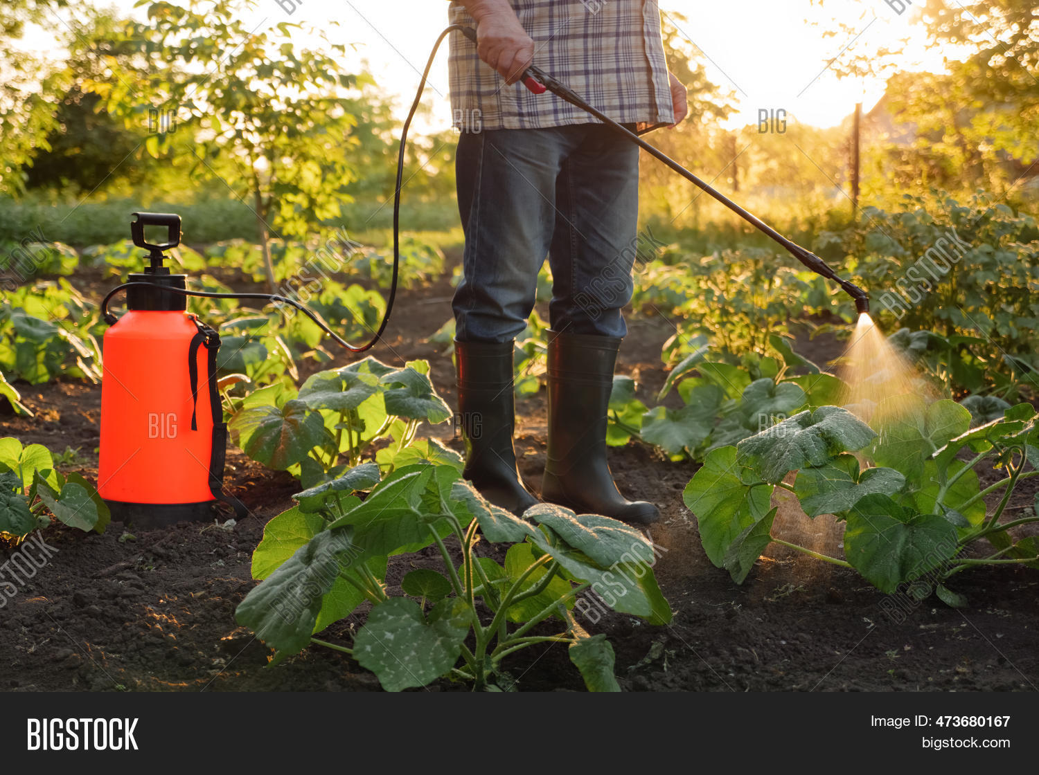Farmer Spraying Image & Photo (Free Trial) | Bigstock