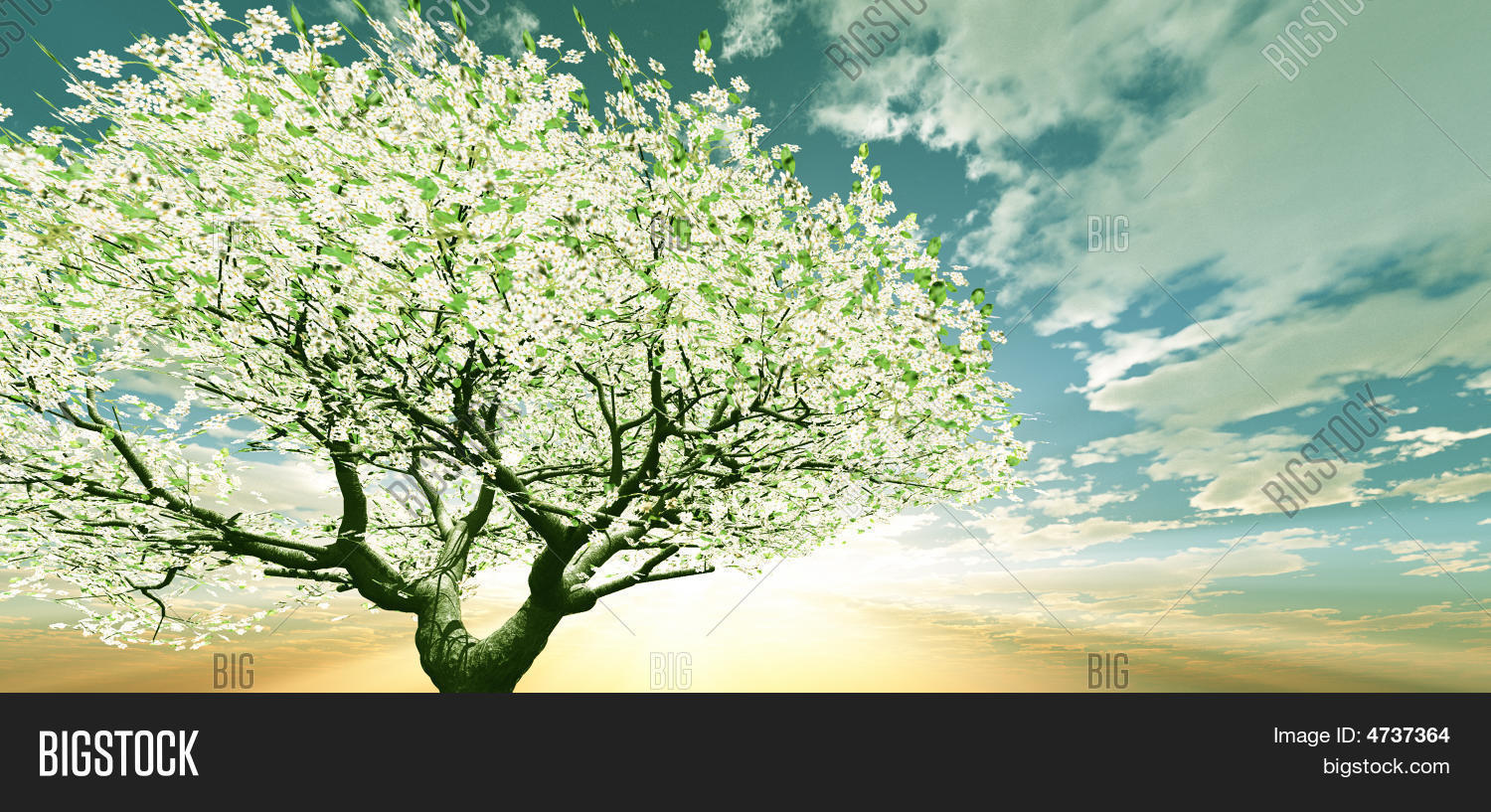 Blossoming Tree Sunset Image & Photo (Free Trial) | Bigstock