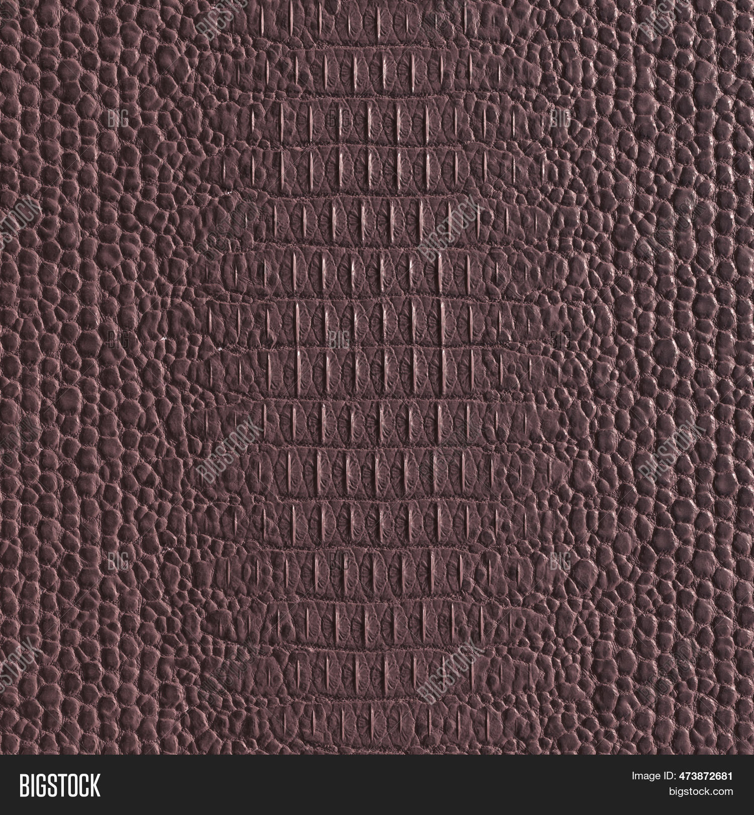 Genuine Caiman Leather Image & Photo (Free Trial) | Bigstock