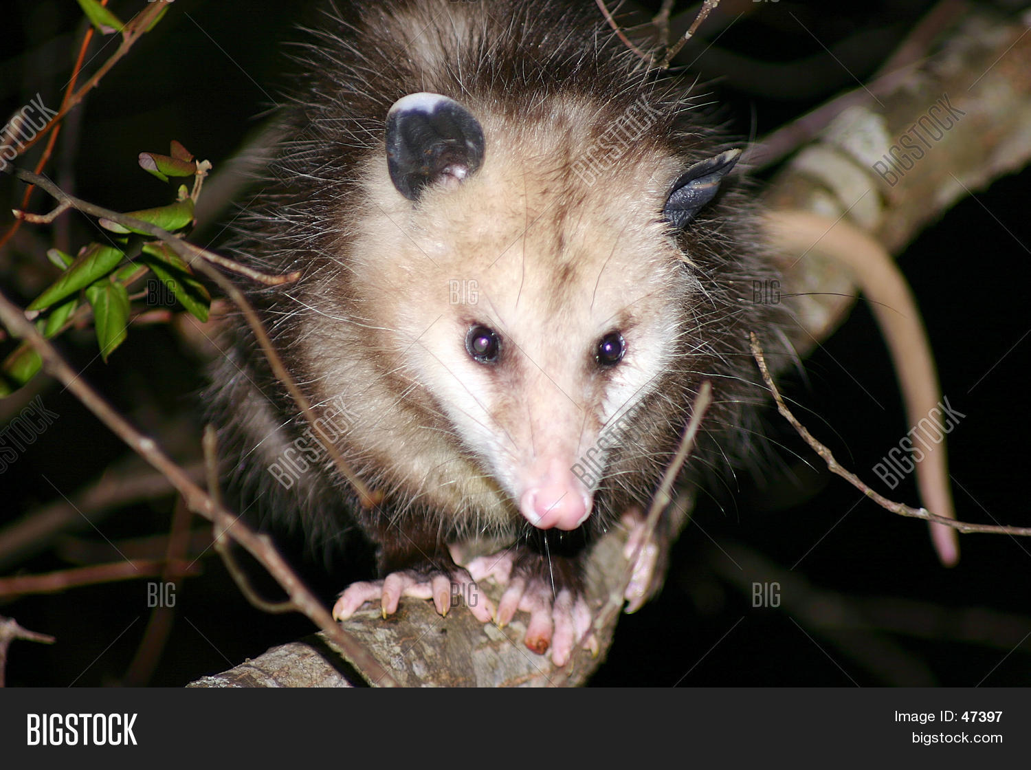 Opossum Image & Photo (Free Trial) | Bigstock