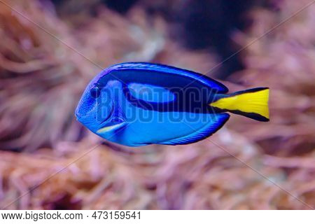 Royal Blue Images, Illustrations & Vectors (Free) - Bigstock