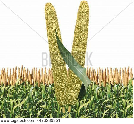 Bajra Crop Clipart