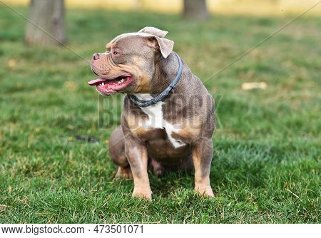 Muscular American Image & Photo (Free Trial) | Bigstock