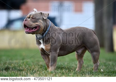 Muscular American Image & Photo (Free Trial) | Bigstock