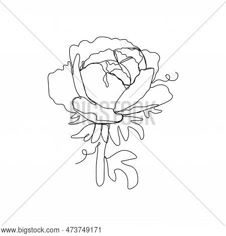 Peony Flower Vector & Photo (Free Trial) | Bigstock