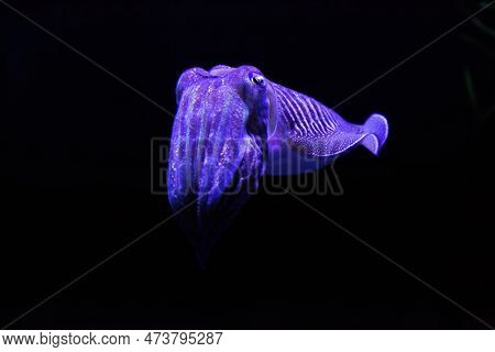 Cuttlefish On Black Image & Photo (Free Trial) | Bigstock