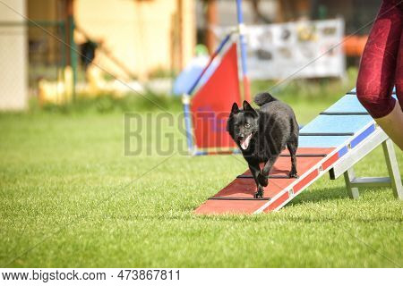 Dog Running Agility Image & Photo (Free Trial) | Bigstock