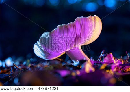Wonderful Colored Wild Image & Photo (Free Trial) | Bigstock