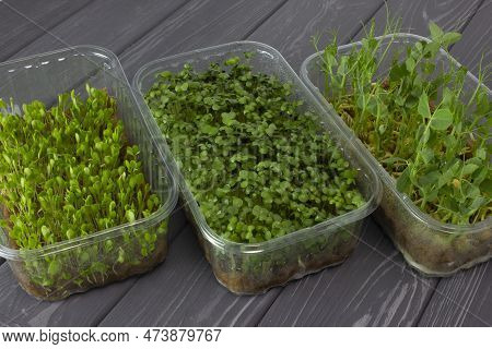 Microgreens Plastic Image & Photo (Free Trial) | Bigstock