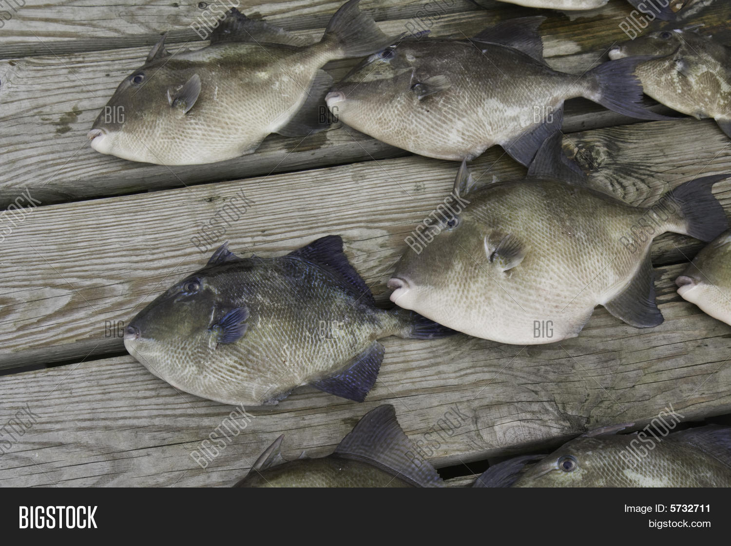 Gray Trigger Fish ( Image & Photo (Free Trial) | Bigstock