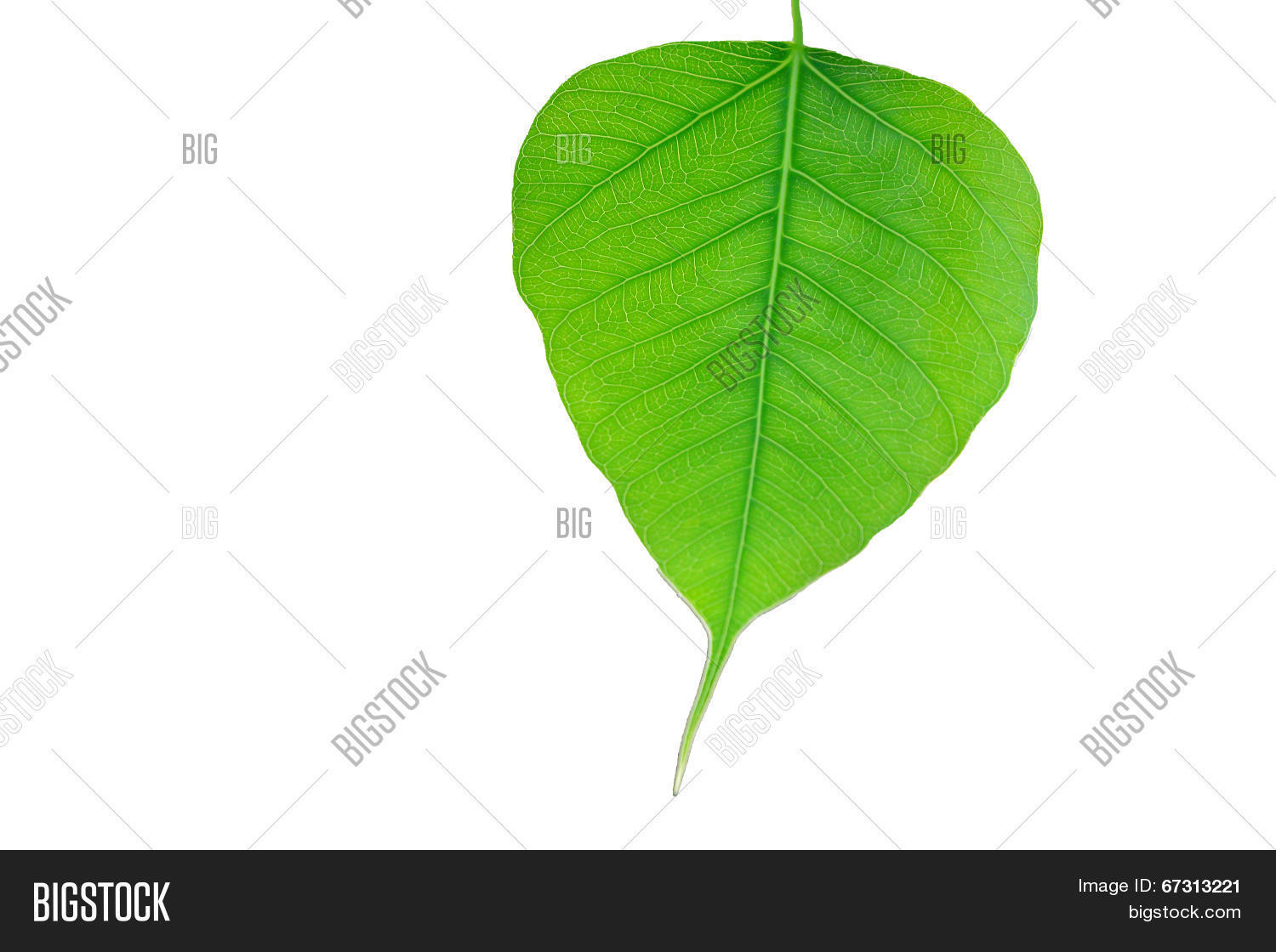 Bo Leaf Image & Photo (Free Trial) | Bigstock