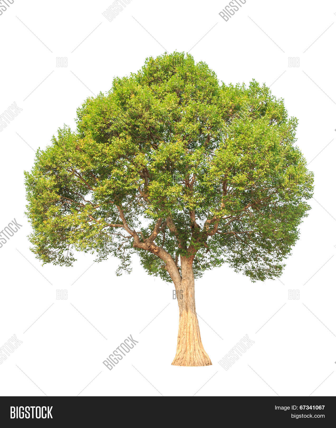 Irvingia Malayana Image & Photo (Free Trial) | Bigstock