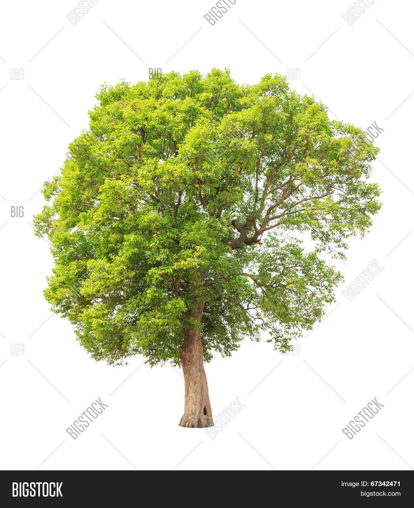 Irvingia Malayana Image & Photo (Free Trial) | Bigstock