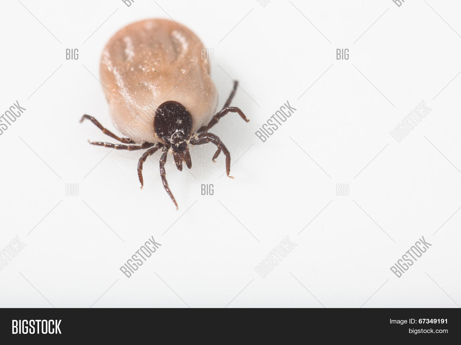 Tick - Parasitic Image & Photo (Free Trial) | Bigstock