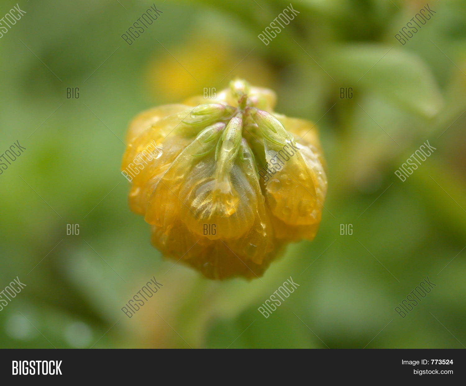 Yellow Flower, Macro Image & Photo (Free Trial) | Bigstock
