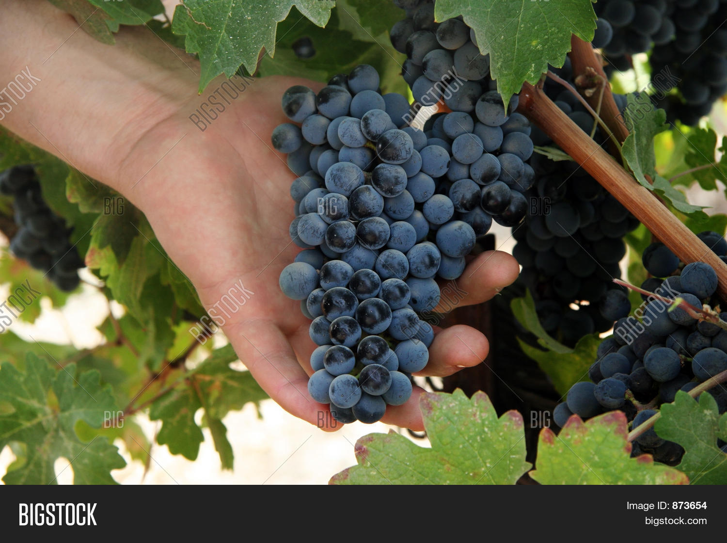 Hand Holding Grapes at Jonathan Weyer blog