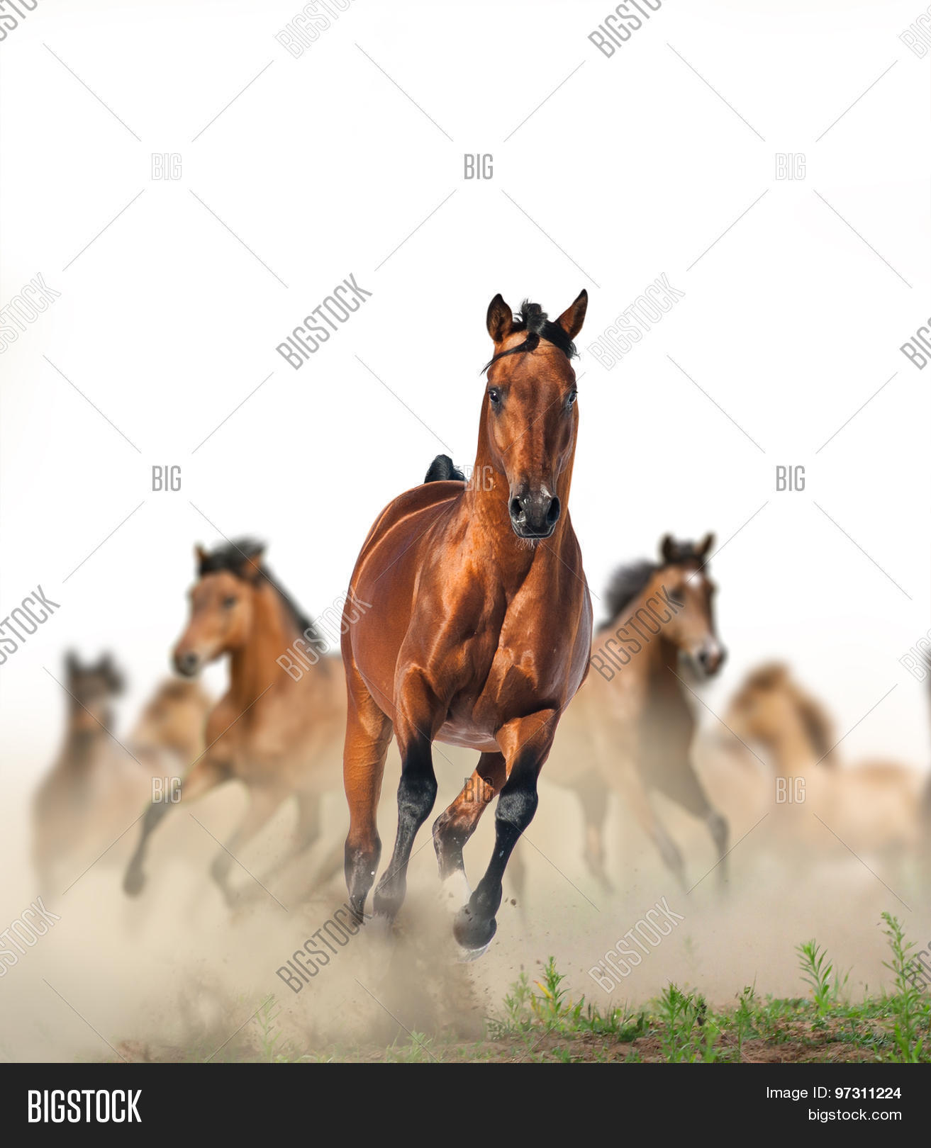 Wild Horse Running Fast