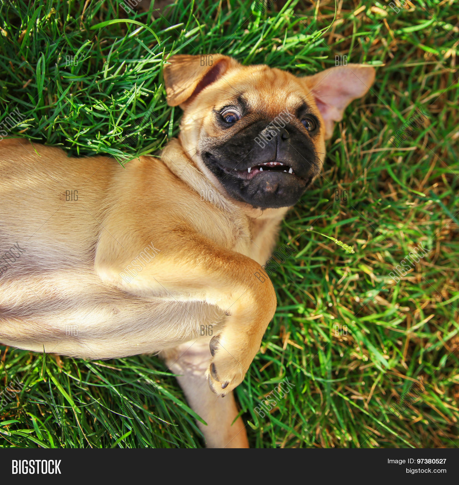 Cute Baby Pug Image & Photo (Free Trial) | Bigstock