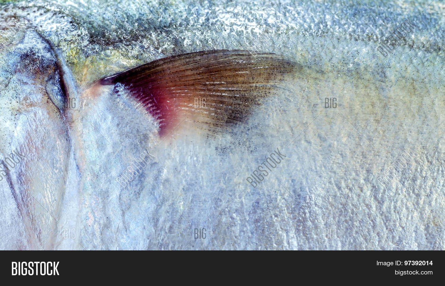 Closeup Mackerel Skin Image & Photo (Free Trial) | Bigstock