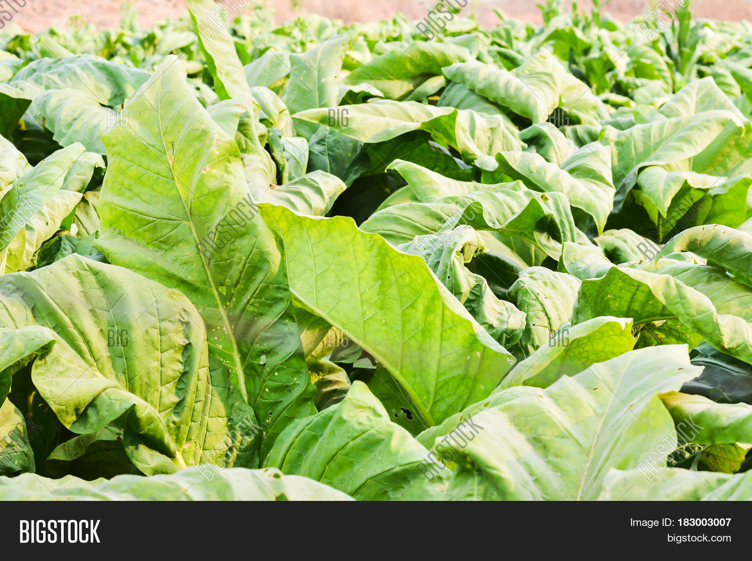 Green Tobacco Plants Image & Photo (Free Trial) | Bigstock