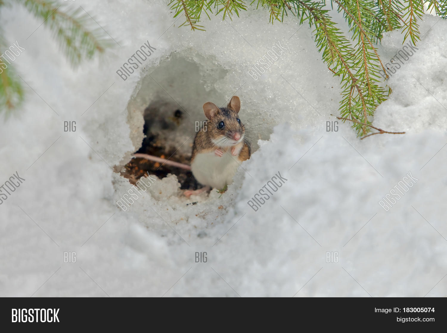 Cute Field Mouse Image & Photo (Free Trial) | Bigstock
