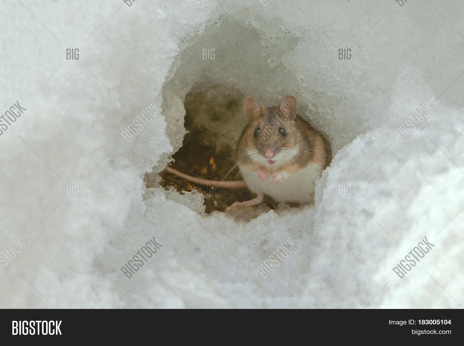Cute Field Mouse Image & Photo (Free Trial) | Bigstock
