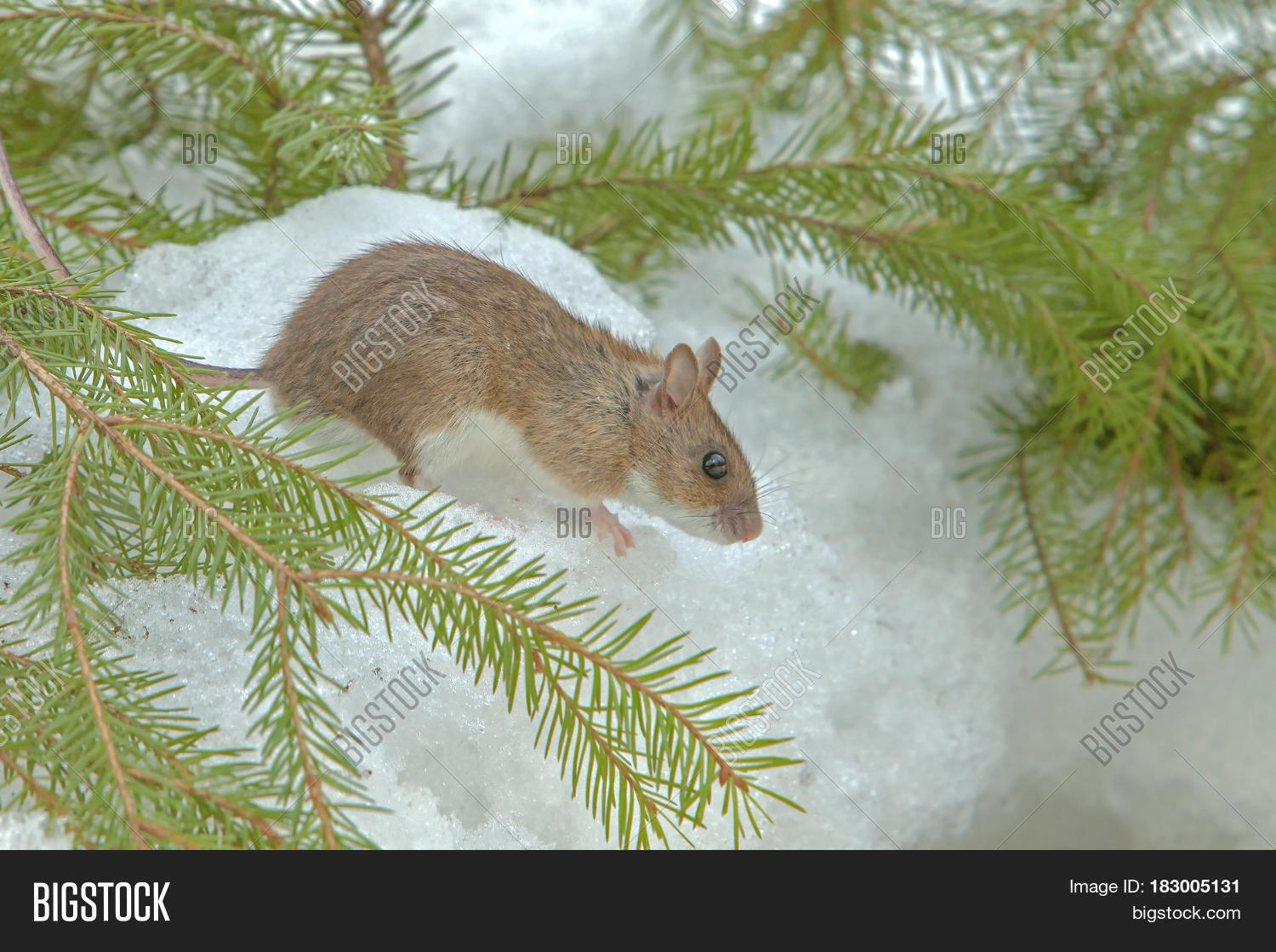 Cute Field Mouse Image & Photo (Free Trial) | Bigstock