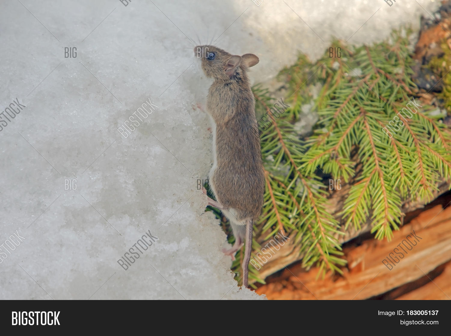Cute Field Mouse Image & Photo (Free Trial) | Bigstock