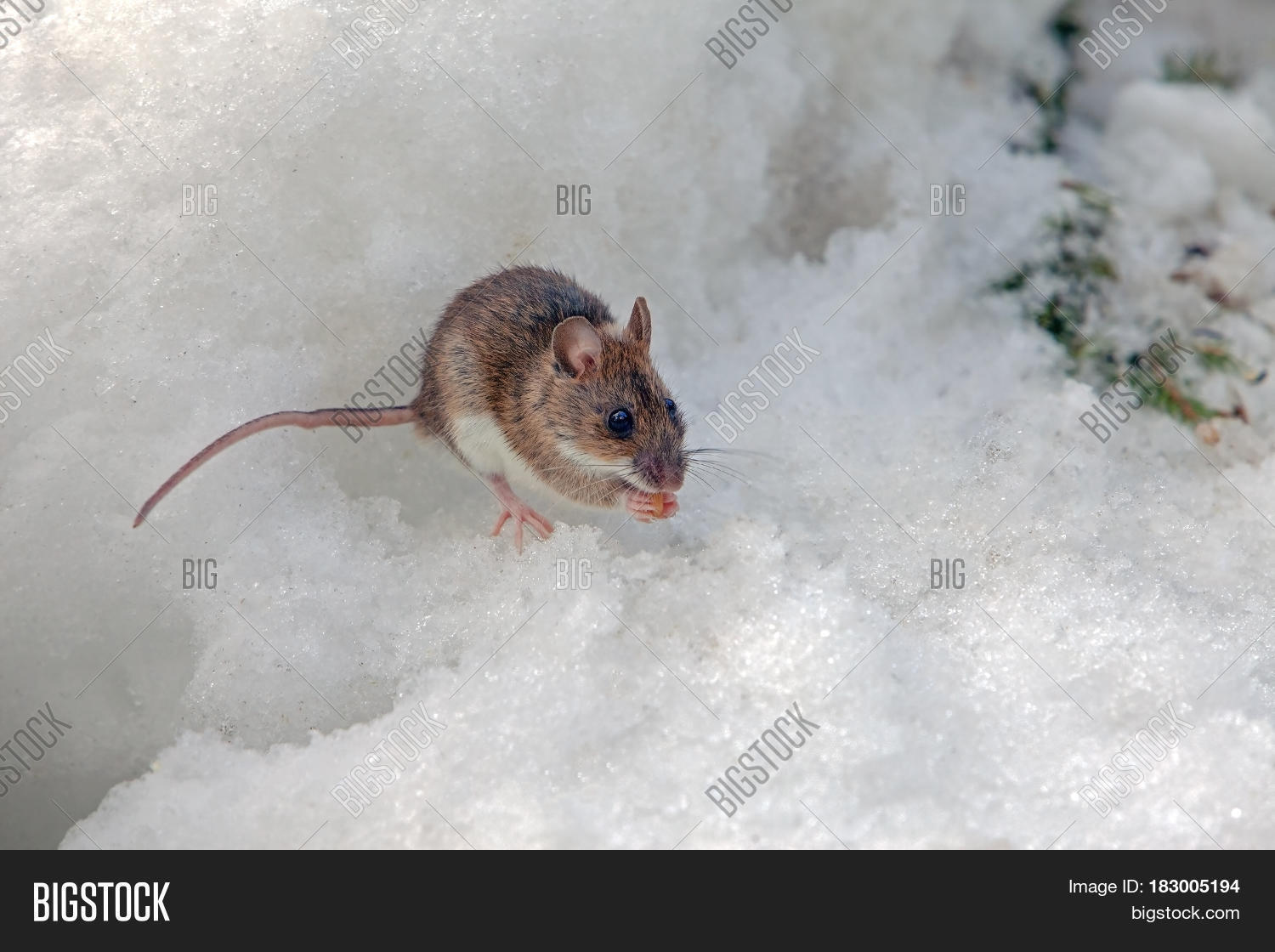 Cute Field Mouse Image & Photo (Free Trial) | Bigstock