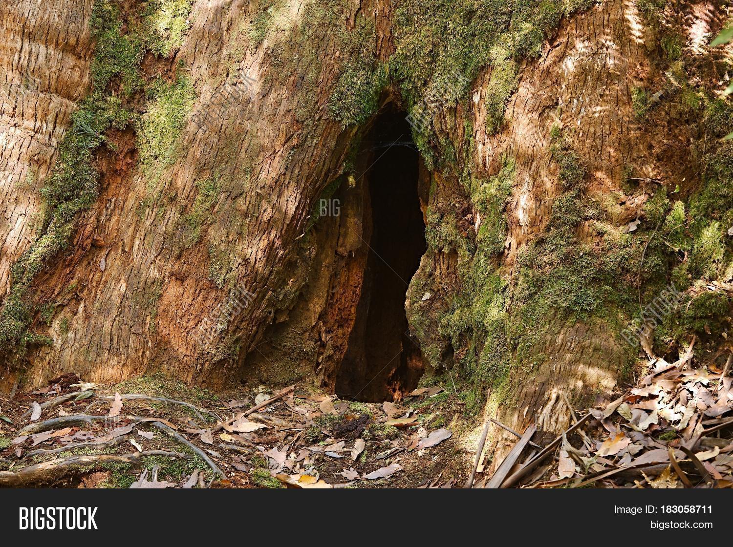 Animal's Hole On Tree Image & Photo (Free Trial) | Bigstock