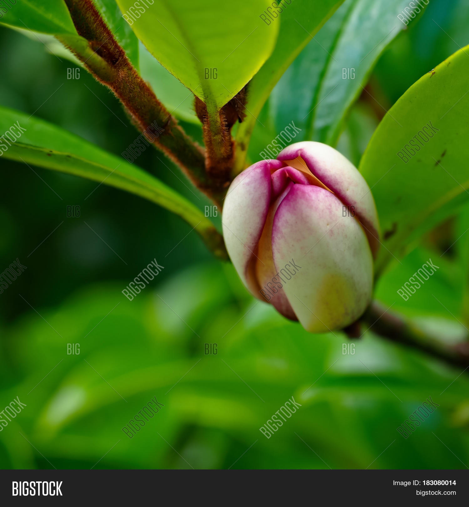 Michelia Figo Port Image & Photo (Free Trial) | Bigstock