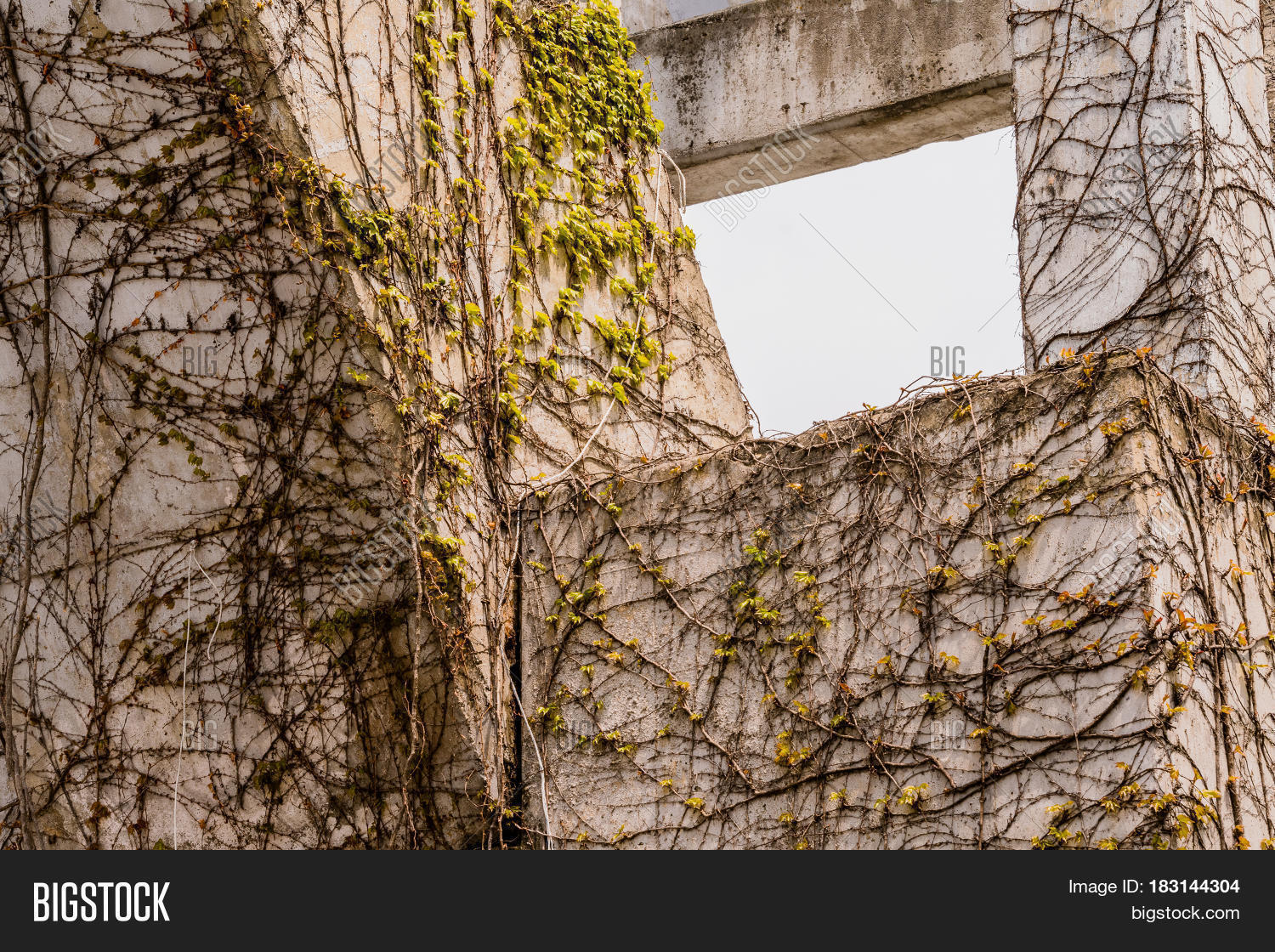 Plants That Crawl Up Walls