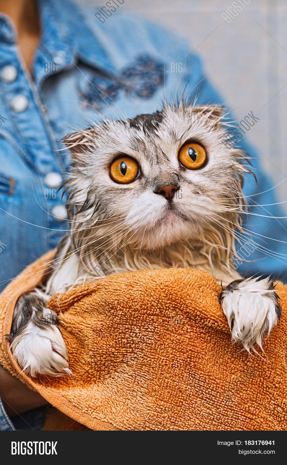 Just Washed Highland Image & Photo (Free Trial) | Bigstock