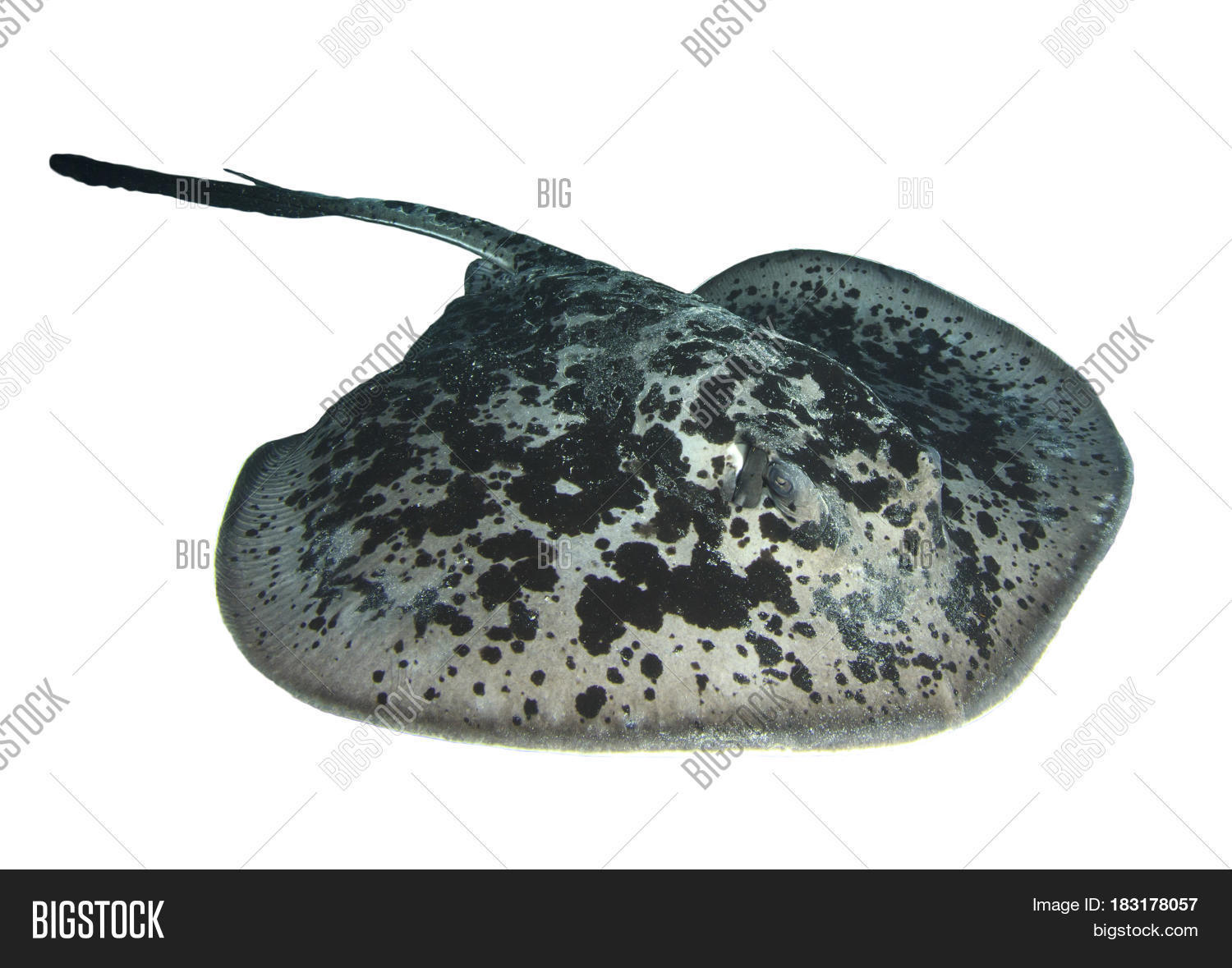 Stingray. Marbled Ray Image & Photo (Free Trial) | Bigstock