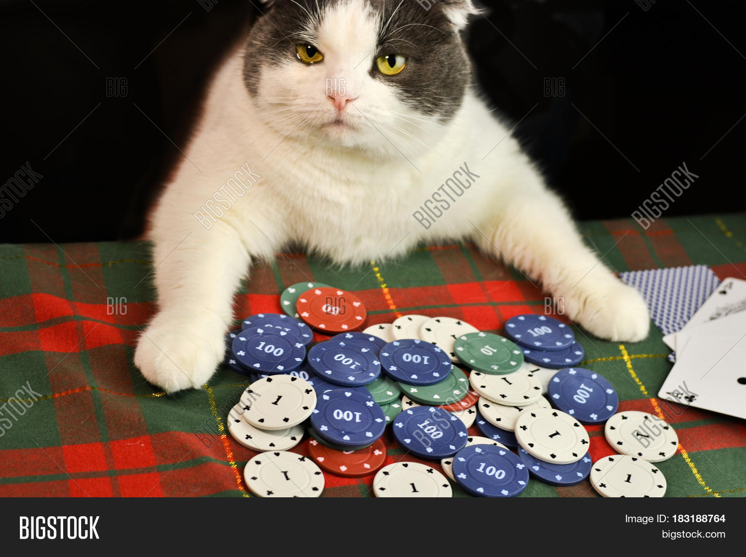 Serious Fat Flap-eared Image & Photo (Free Trial) | Bigstock