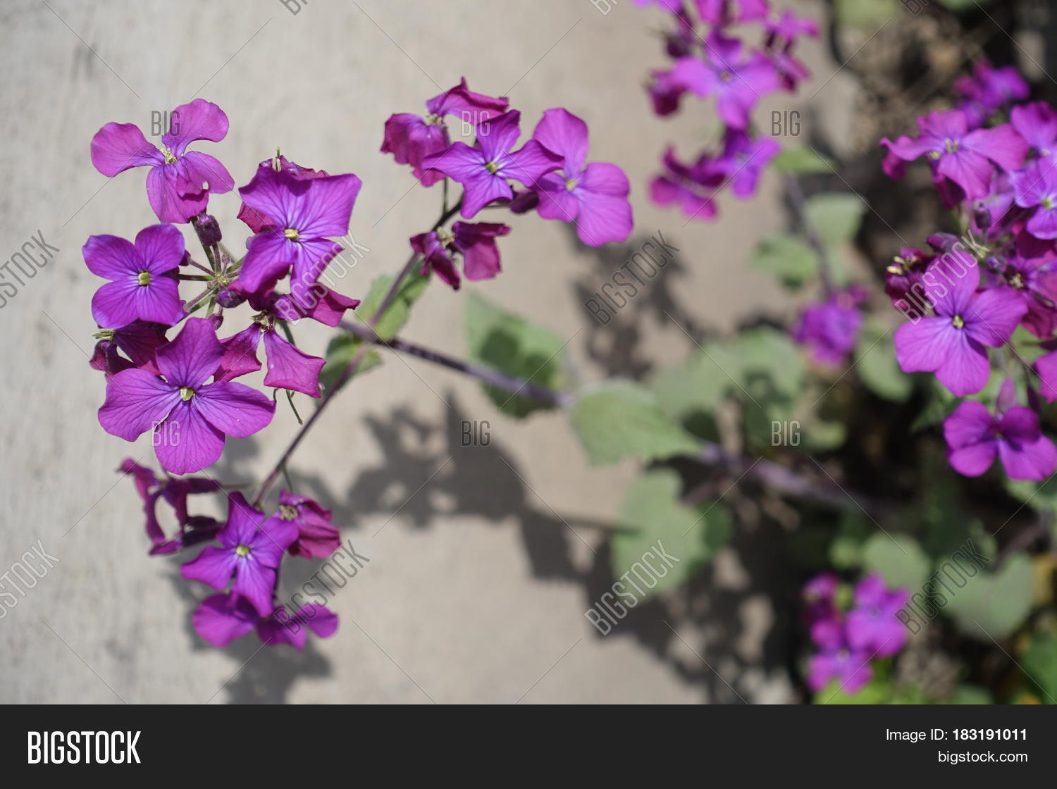 Flowering Lunaria Image & Photo (Free Trial) | Bigstock
