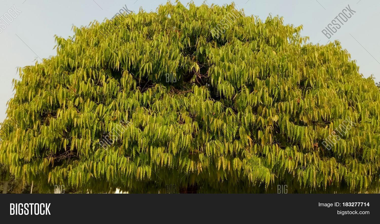 Saraca Asoca Tree Image & Photo (Free Trial) | Bigstock