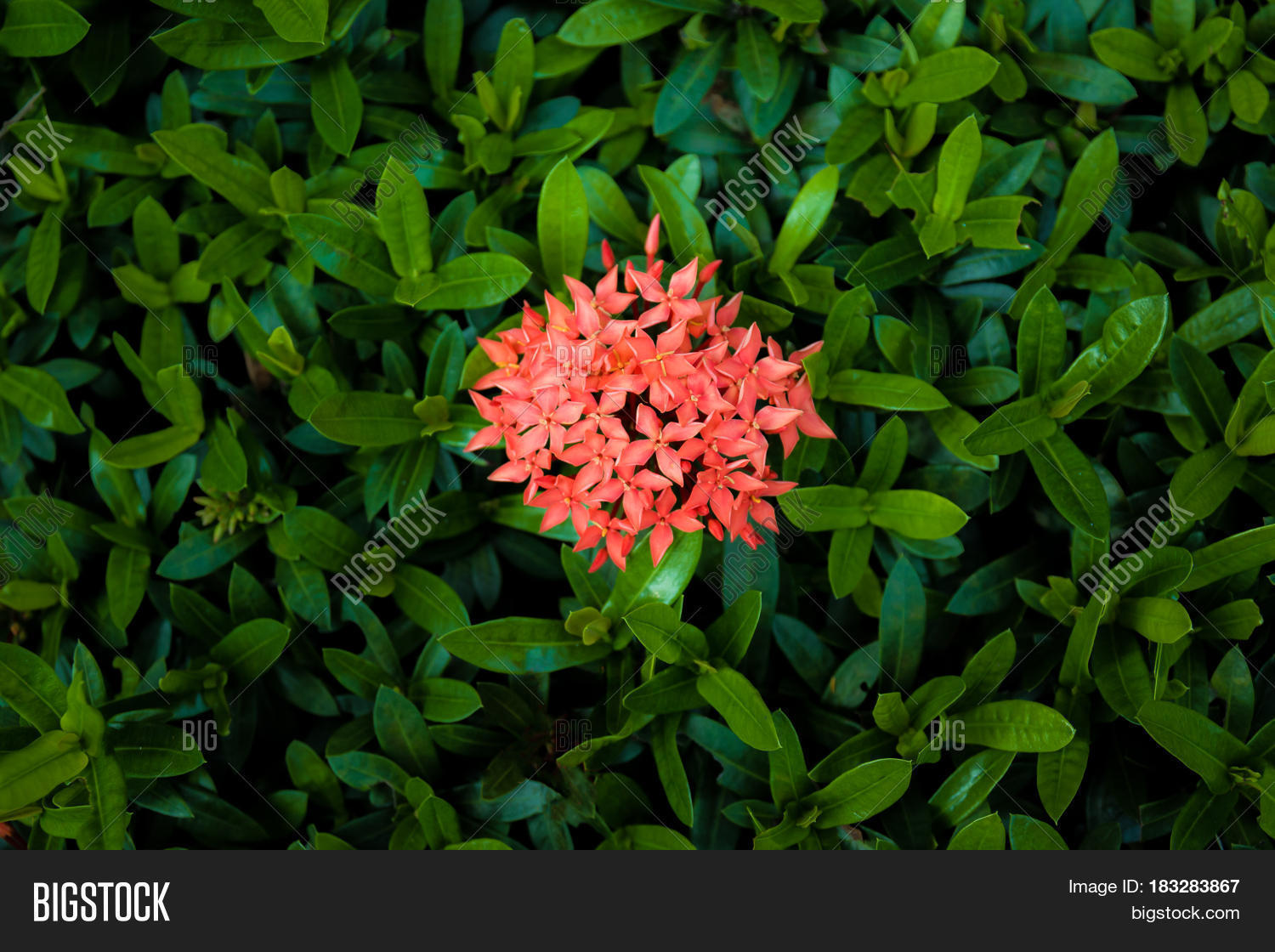 Spike Inflorescence