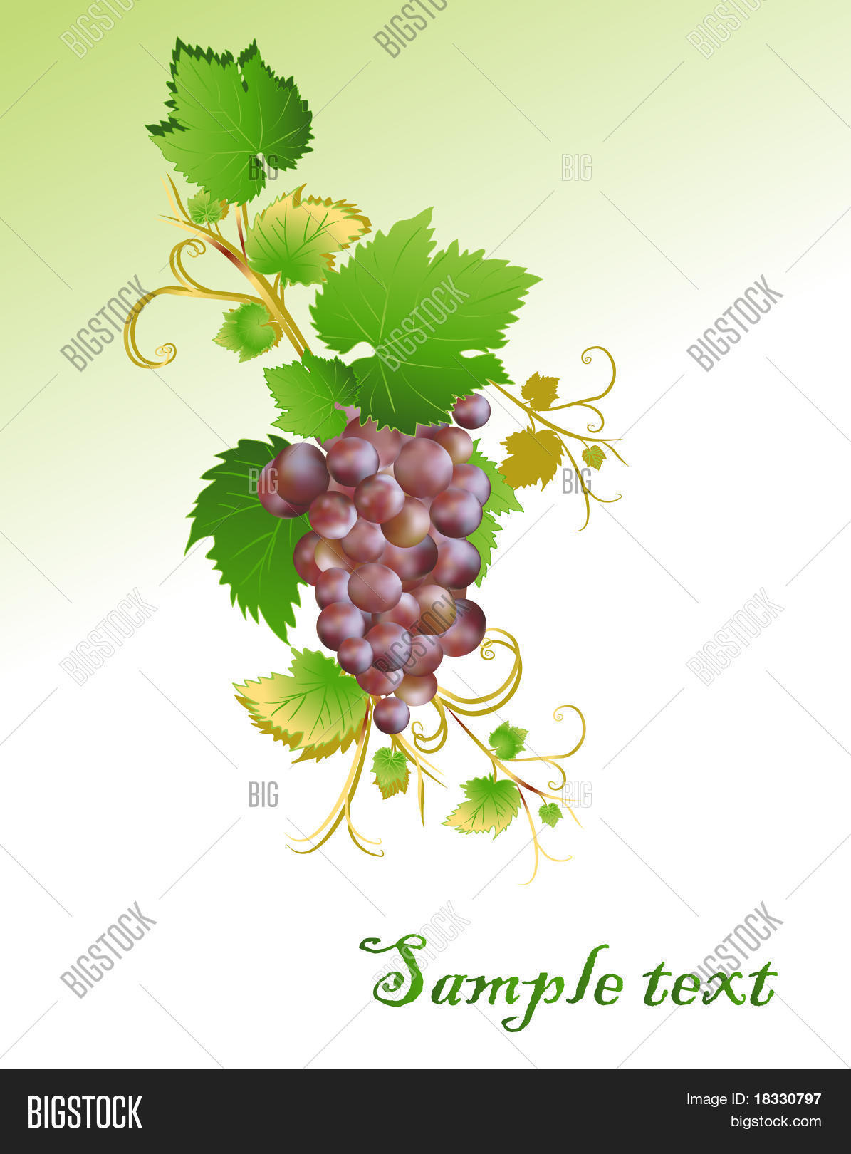 Blue Grape Cluster Vector & Photo (Free Trial) | Bigstock