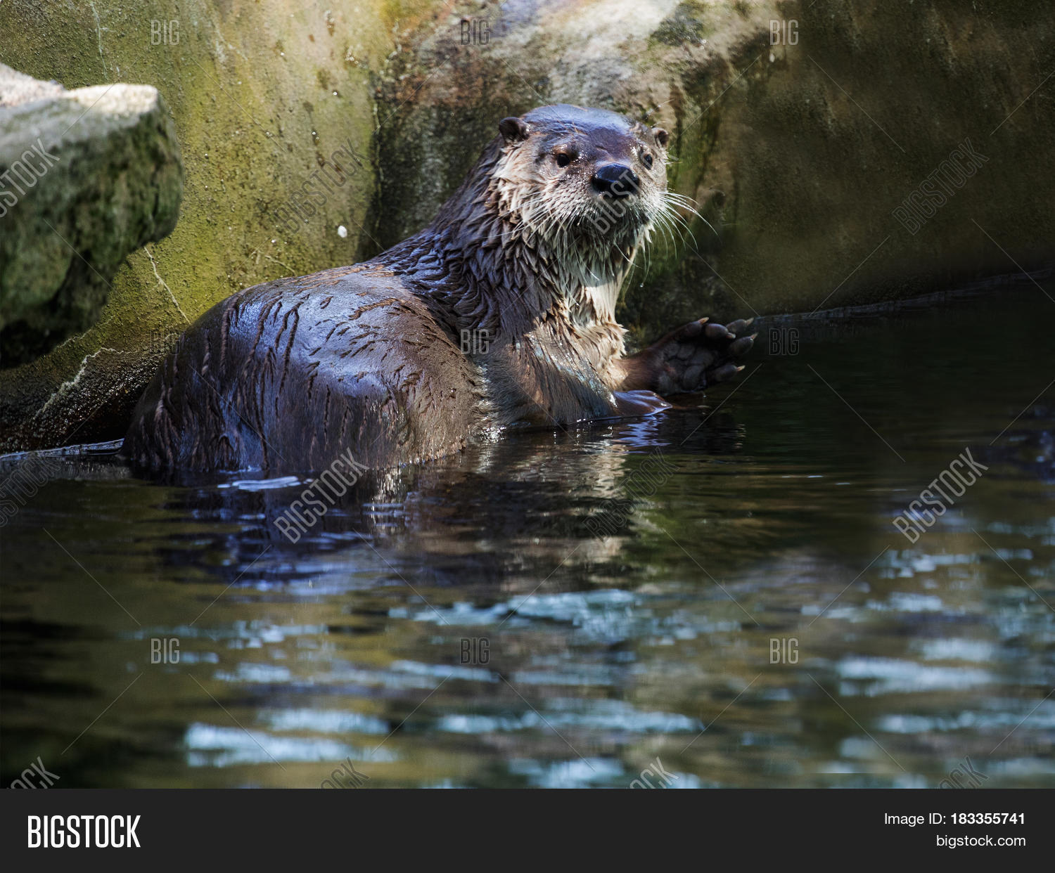 Brown Otter Looking Image & Photo (Free Trial) | Bigstock