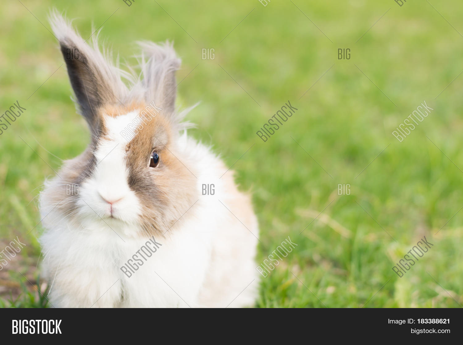 Rabbit Clearing Image & Photo (Free Trial) | Bigstock