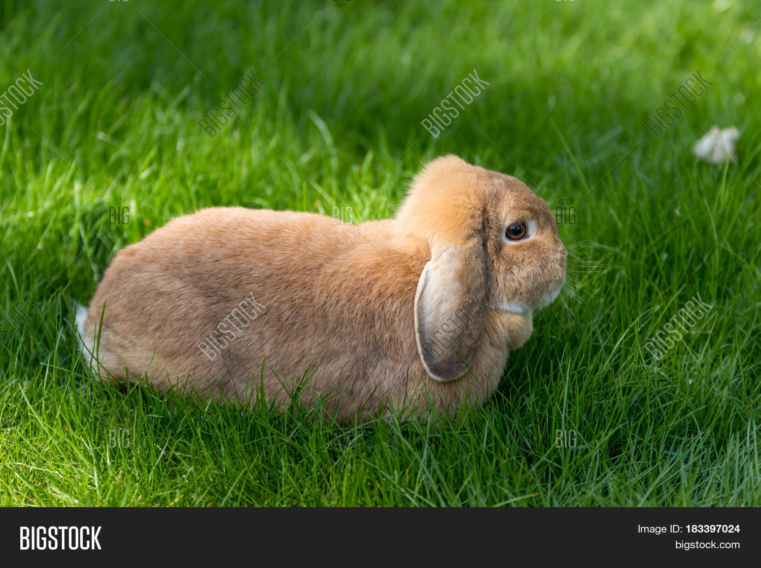 Brown Lop Eared Bunny Image & Photo (Free Trial) | Bigstock