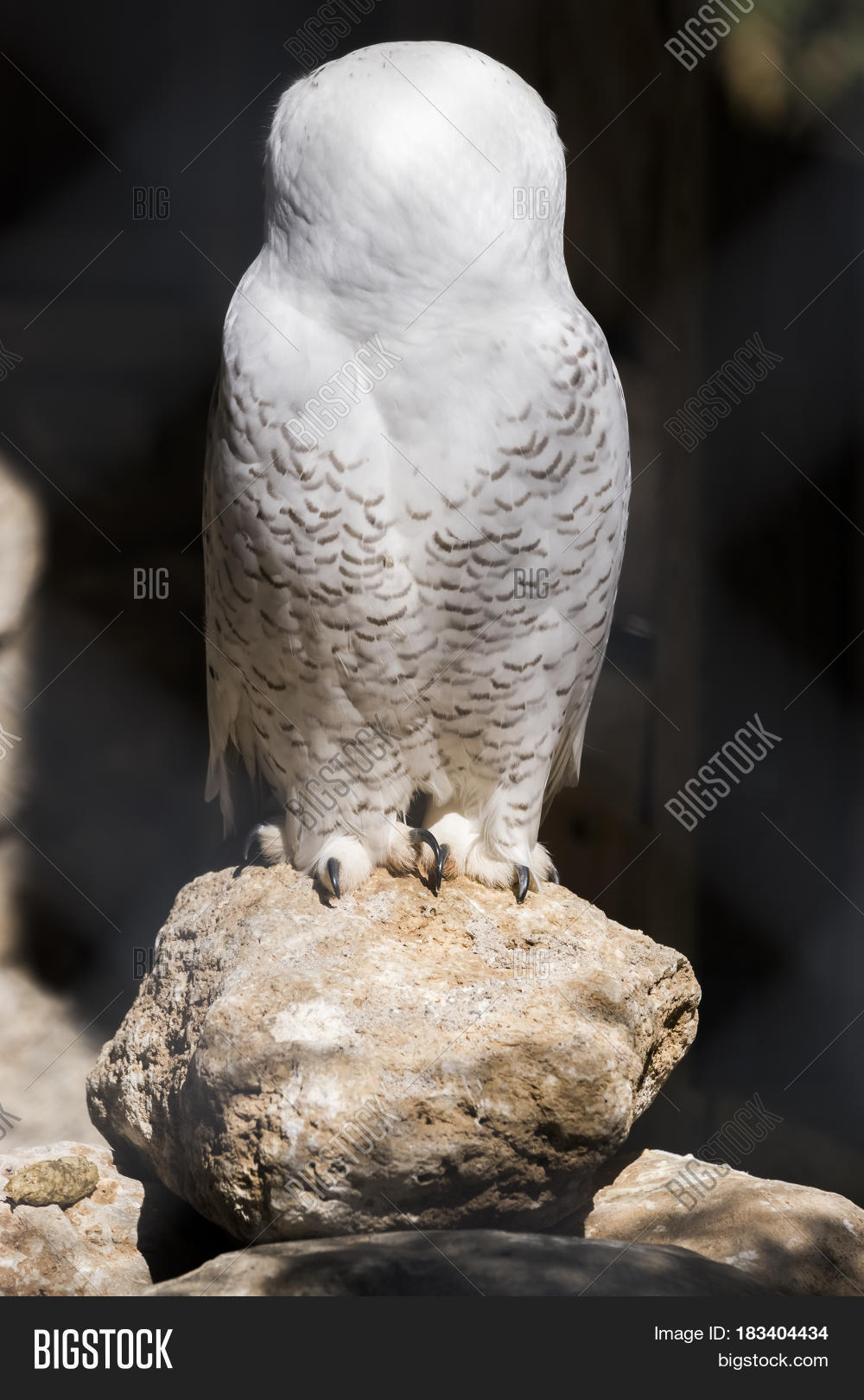 White Owl Head Turned Image & Photo (Free Trial) | Bigstock