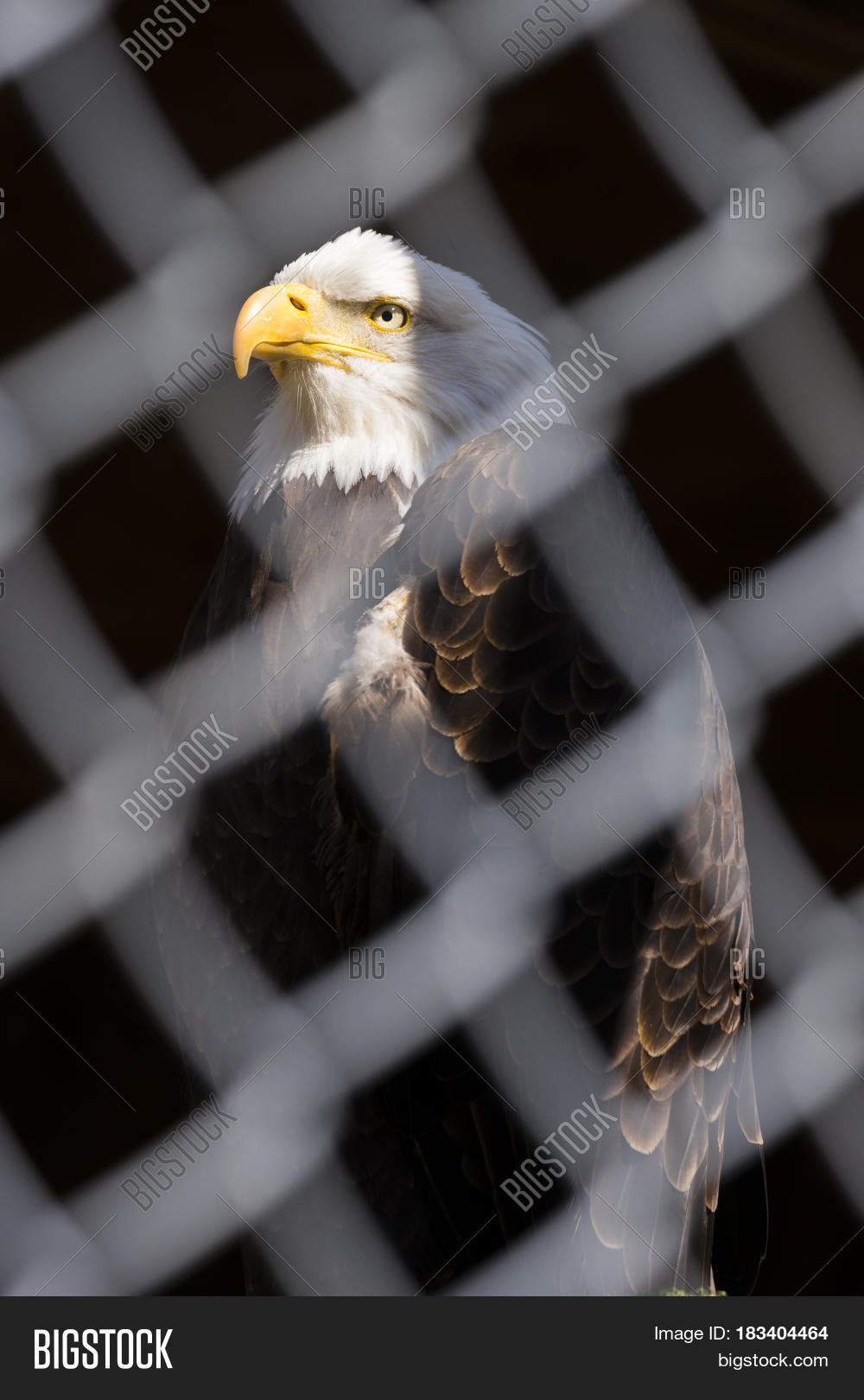 Bald Eagle Strength Image & Photo (Free Trial) | Bigstock