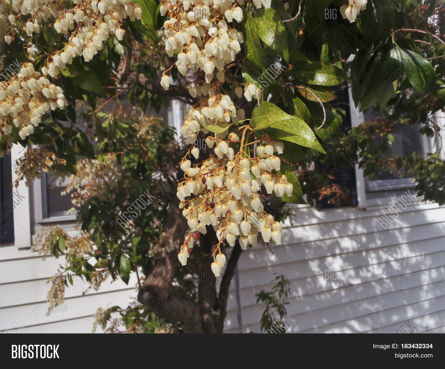 This Bird Berry Shrub Image & Photo (Free Trial) | Bigstock