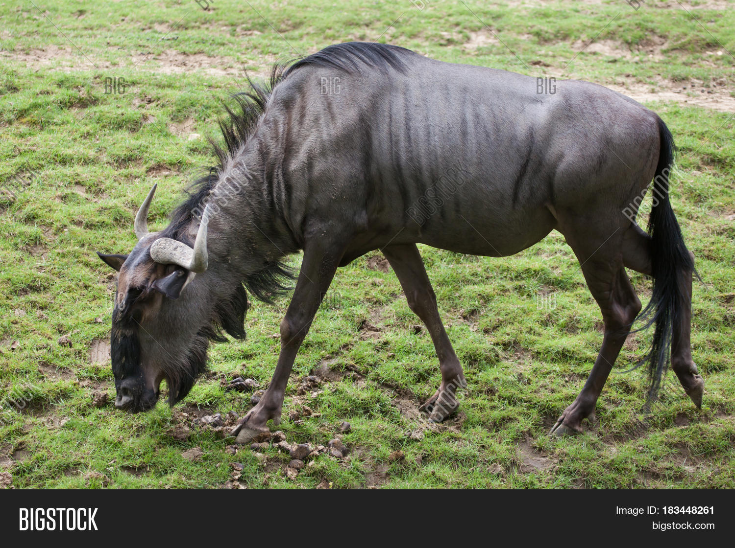 Blue Wildebeests ( Image & Photo (Free Trial) | Bigstock