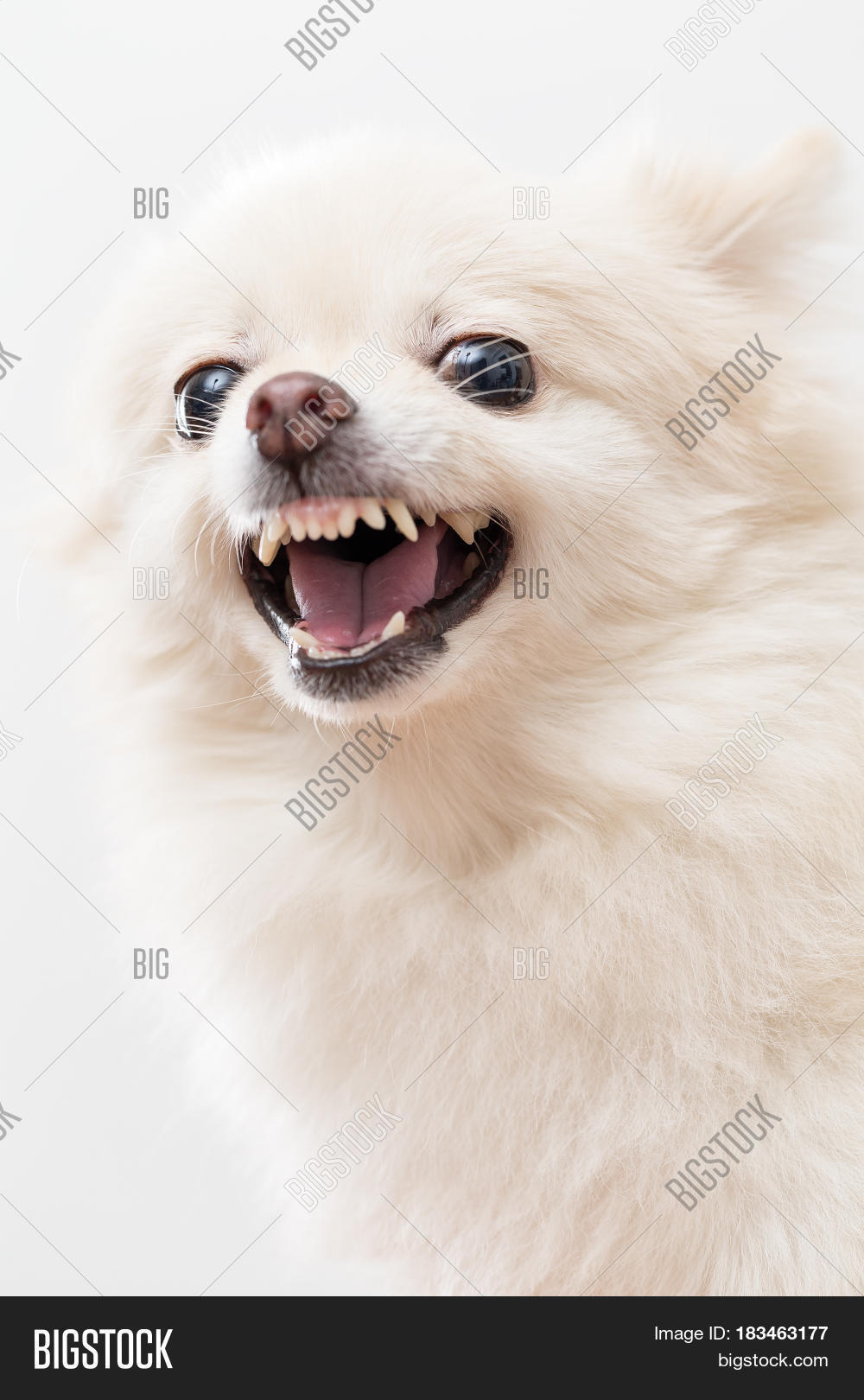 Pomeranian Feeling Image & Photo (Free Trial) | Bigstock